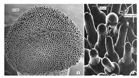 Lecture 22 Flowers Structure And Development