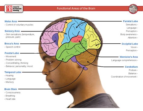 Function Of Lobes Summary Bachelor Of Arts Honours Course
