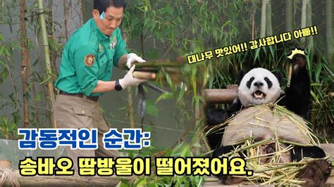 감동적인 순간 송바오 땀방울이 떨어졌어요🥰🥰 러바오가 귀여운 자세로 누워서 신선한 대나무를 먹고 있어요🥰🥰🥰 Youtube