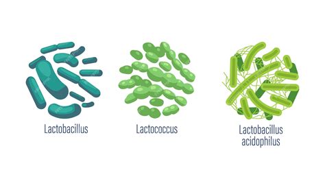 Premium Vector Set Of Probiotic Bacteria Lactobacillus Lactococcus