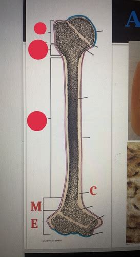 Bone Lab Flashcards Quizlet Bone Lab Flashcards Quizlet