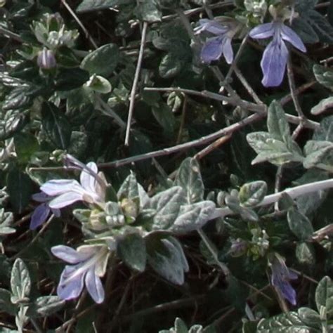 How To Grow And Care For Teucrium Fruticans L