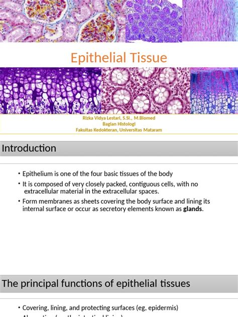Comprehensive Overview Of Epithelial Tissue Its Functions Types Surface Modifications And