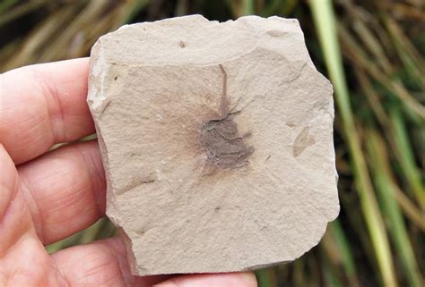 Dawn Redwood Fossil Cone 187
