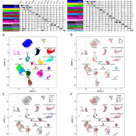 cell identities and scrnaseq cell clusters expression of cell markers