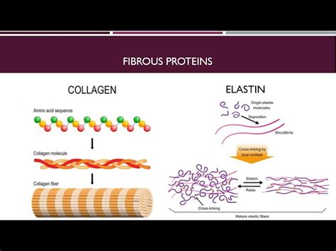 Fibrous Protein Molecular Structure