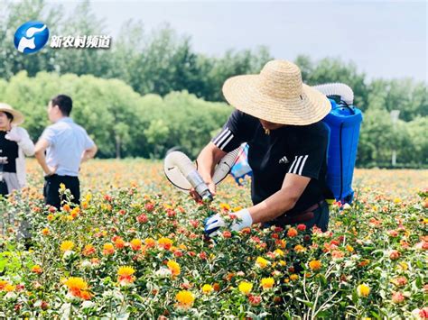 我校科研团队研制出便携式红花采摘机 助力我省特色中药产业发展 平顶山学院地方合作处