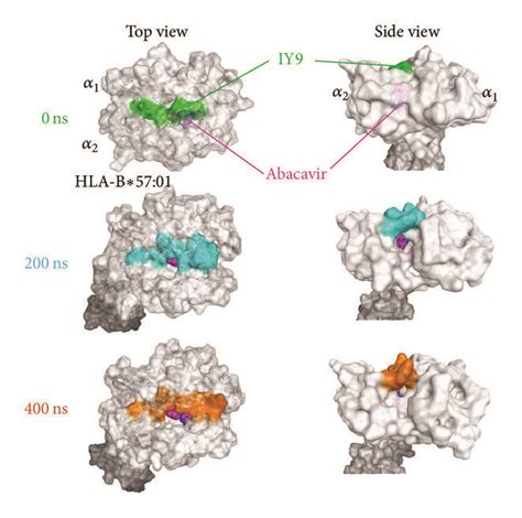 The Distance Between Hla B∗57 01 α1 And α2 Helices Complexed With Iy9