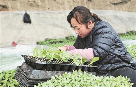 新疆生产建设兵团 师市动态 十二师二二一团四连西瓜育苗大棚