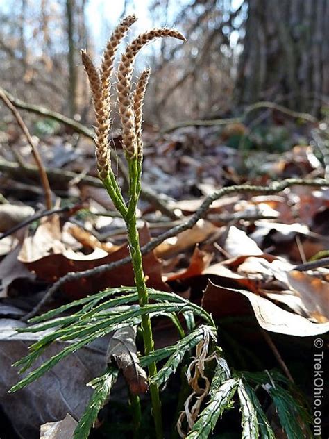 Ground Cedar And Its Combustible Spores Trekohio Cedar Plant Ground Cover Cedar Trees