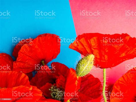 분홍색 파란색 배경에 빨간 양귀비의 꽃다발 야생 꽃입니다 0명에 대한 스톡 사진 및 기타 이미지 0명 계절 꽃 나무 Istock