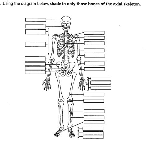 Human Skeleton Worksheets To Label