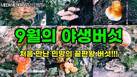 9월 현재 식용약용 야생버섯 생태 현황과 자연 야생버섯 균사체 자실체 식용버섯 약용버섯 소나무잔나비버섯 뽕나무버섯