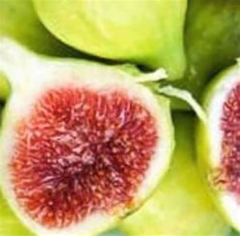 Aggressively Growing Healthy Fig Tree Ready To Move To A Larger Pot