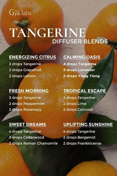 Tangerine Diffuser Blends Aroma Beauty Relaxation