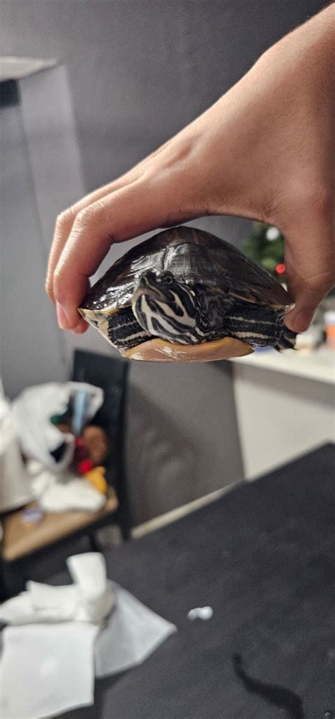 Species And Sex Rturtle