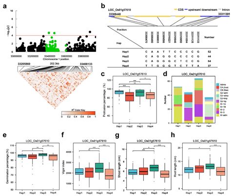 Rice Seed Protrusion Quantitative Trait Loci Mapping Through Genome