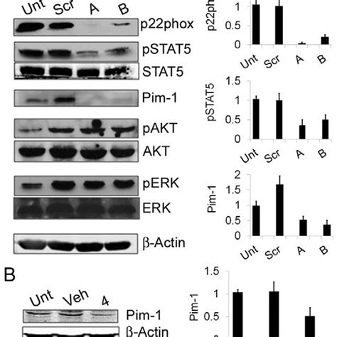 A Western Blot Analysis Of Nox Protein Expression In Untreated Mv4 11