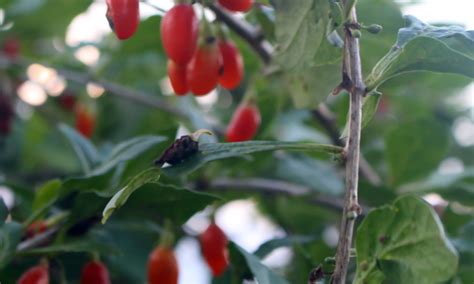 국산 구기자의 효능 및 먹는법 구기자 효과 즙 진액 엑기스 섭취법 네이버 블로그