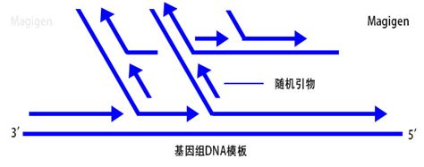 如何使用bst Dna聚合酶大片段进行全基因组扩增 美格生物，领先的ivd分子检测技术提供商！