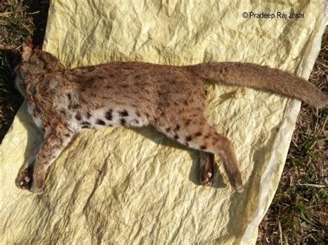 Rusty Spotted Cat Conservation Nepal Conservation And Research Center Rusty Spotted Cat Conservation Nepal Conservation And Research Center