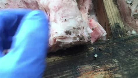 Pest Pestmanagement Pestcontrolservice Pestsolutions Bestpest