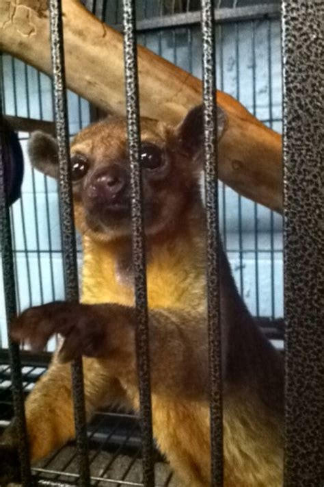 58 Best Kinkajou Images On Pholder Wings Of Fire Aww And Awwducational