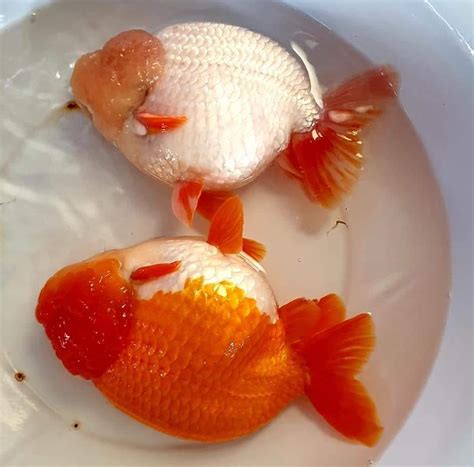 عالم اسماك الزينة Baghdad