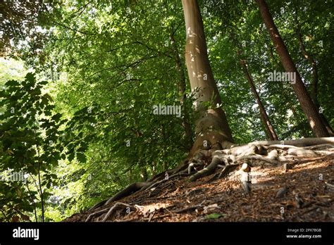 Tree Roots Visible Through Ground In Forest Stock Photo Alamy