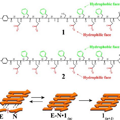 β Sheet Driven Self Replication A And B Chemical Structures Of The Download Scientific