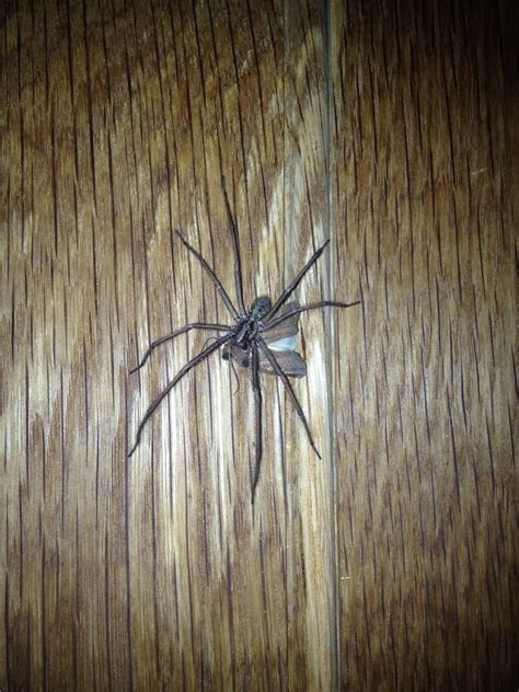 Giant Spiders To Invade Uk Homes Runitedkingdom