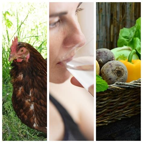 Tierra de diatomeas múltiples usos para la salud humana las plantas y
