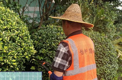 美的鹭湖景区园林绿化养护精细修剪，“剪”出精气神！