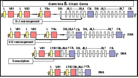 TCR Gene Rearrangement Diagram