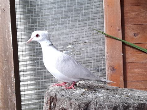 Grlica In Zlati Fazan Samica