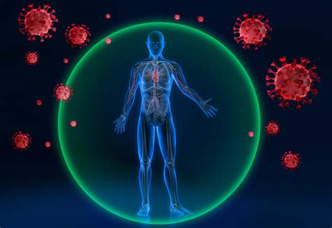 The Immune System And Lymphatic System Connection