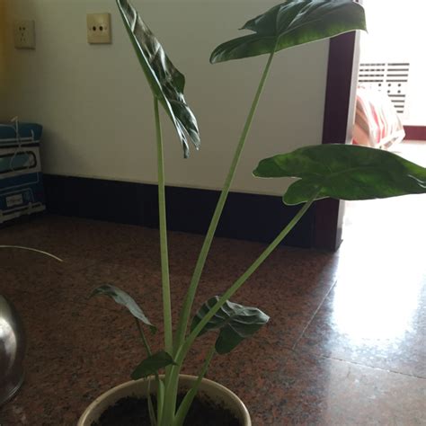 卵巢过度刺激综合征