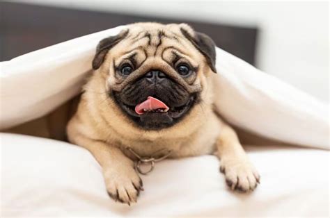 6 Anxious Dog Breeds Prone To Anxiety Causes And How To Prevent Woof