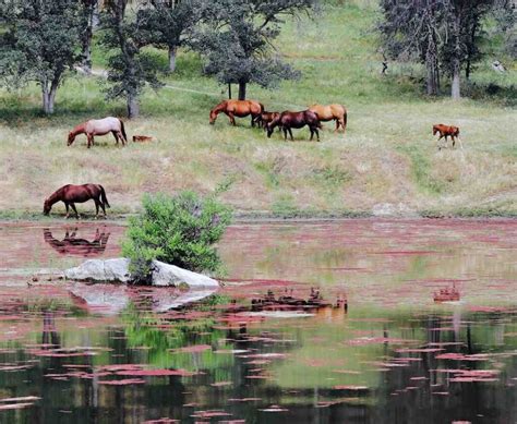 Tiercé 3 chevaux dans tous les ordres L enquete Sport