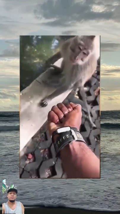 Monyet Di Kasih Fuck 🤣 Monkey Funny Shortvideo Youtube