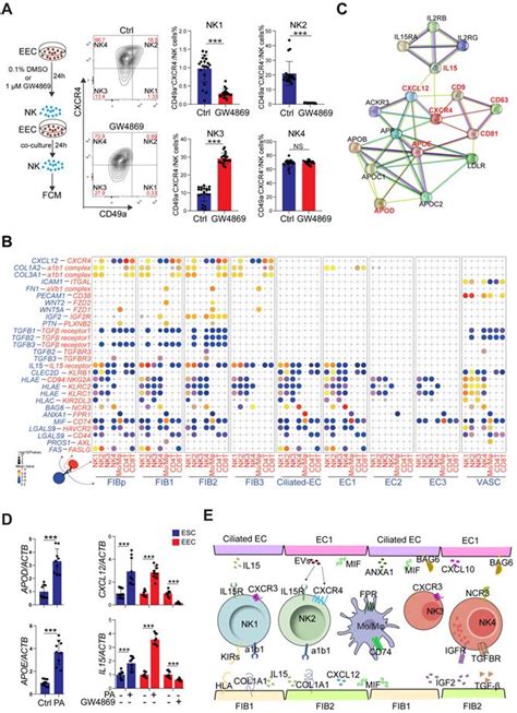 Single Cell Transcriptome Profiling Of The Human Endometrium Of Patients With Recurrent