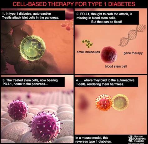 Researchers Reverse Diabetes In A Mouse Model Using Stem Cells