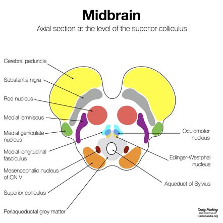 Inferior Cerebellar Peduncle Cross Section