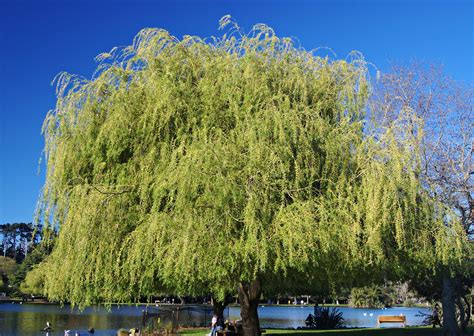 Is Weeping Willow Poisonous To Humans At Indiana Houlding Blog