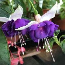 Fuchsia Pinto de Blue | Greendream - Växter, Buskar och Trädgård