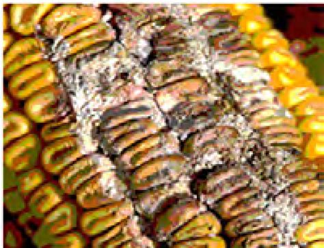 Maize Corn Contaminated By Mould And Aflatoxin Download Scientific Diagram