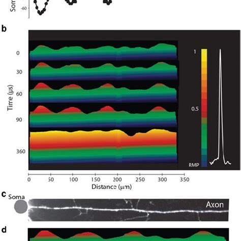 Spatial Pattern Of AP Initiation And Propagation In An Individual Download Scientific