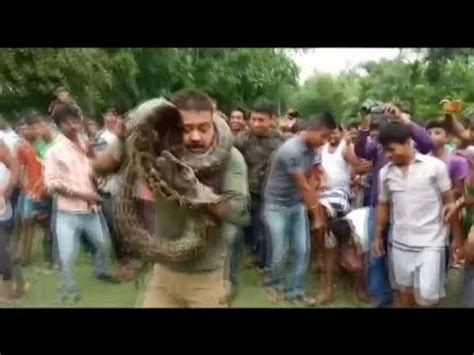 Video Shows Man Entangled With Python As People Take Pics Asia Times