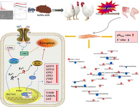 Metabolomic Analysis Reveals Biogenic Selenium Nanoparticles Improve The Meat Quality Of Thigh