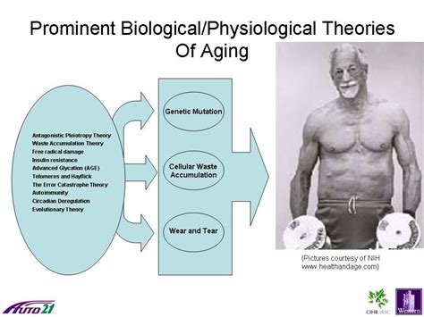 Theories Of Aging